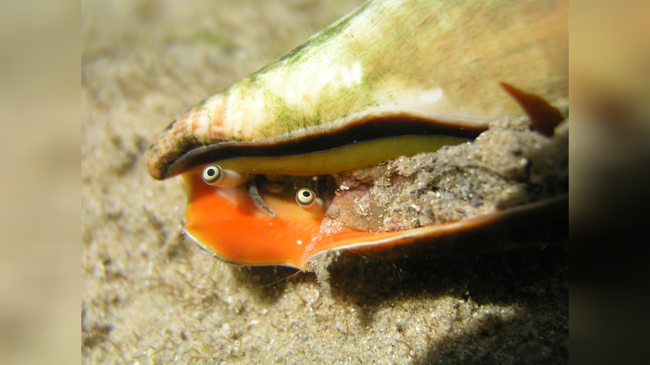 Conomurex luhuanus Strawberry Conch, Red-mouth Stromb