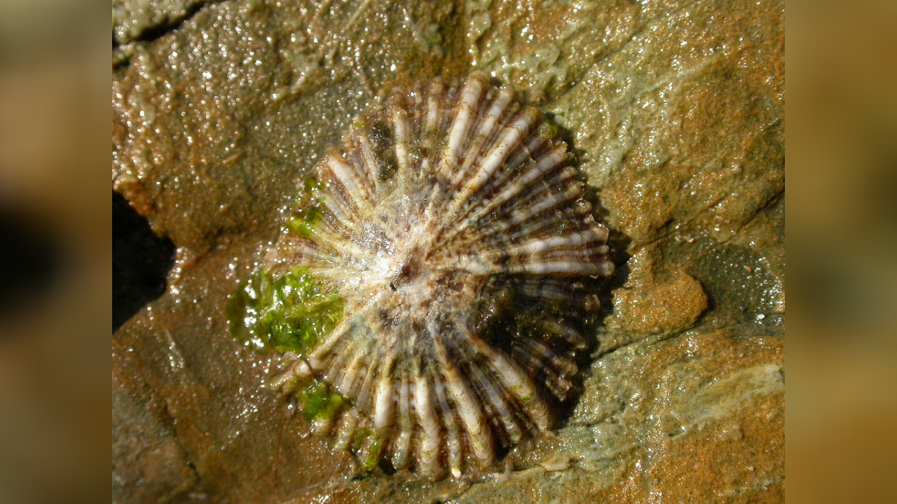Siphonaria diemenensis Striped False Limpet, Van Diemen's Siphon Shell