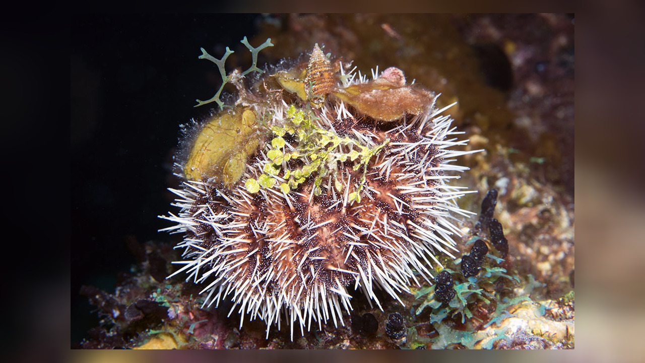 Tripneustes ventricosus West Indian sea egg