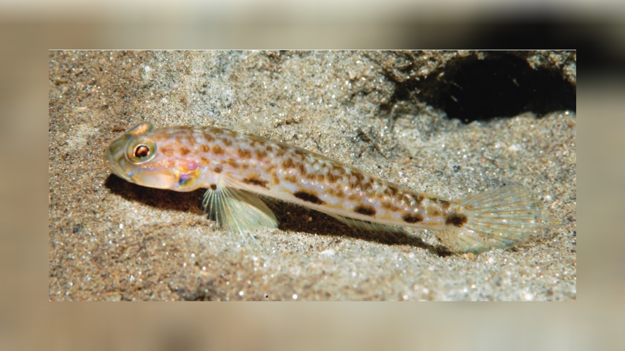 Cenderawasih Pos Co Id Acentrogobius Cenderawasih Cenderawasih Goby ...