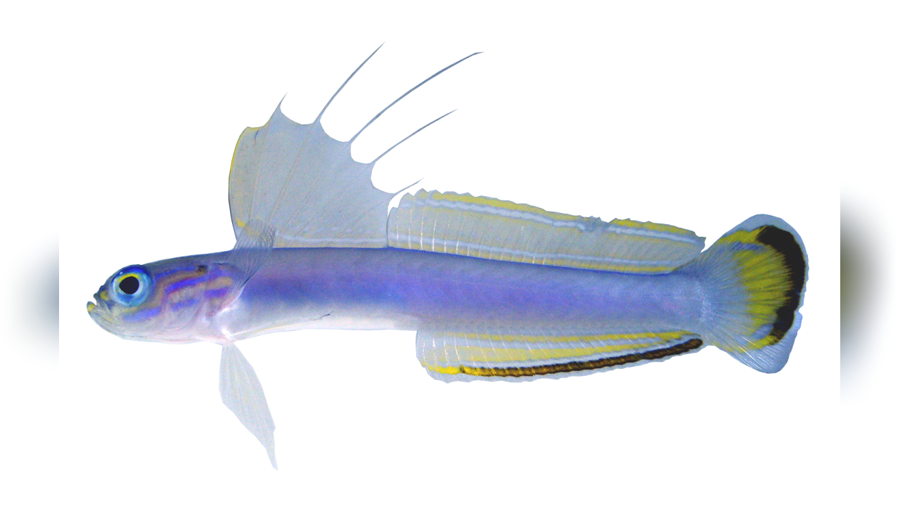 Ptereleotris kallista Beautiful Dartfish