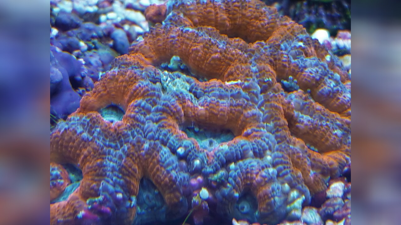 Micromussa Coral Micromussa Species Micro Coral
