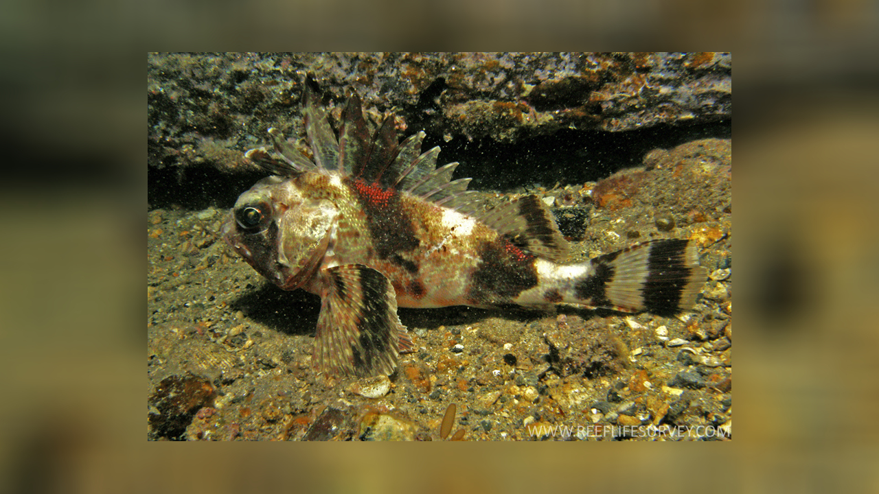 Neosebastes scorpaenoides Cobbler Perch, Red-spotted Gurnard Perch ...