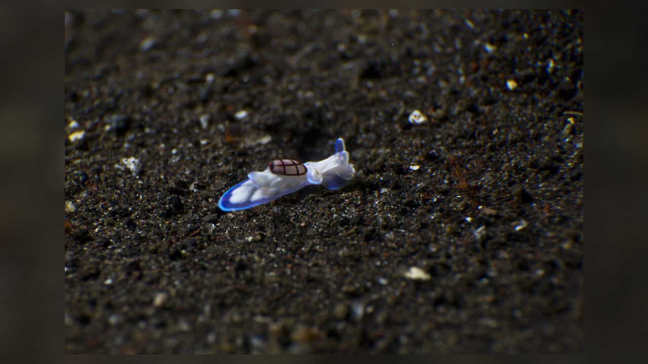 Micromelo undatus Miniature Melo , Blasenschnecke