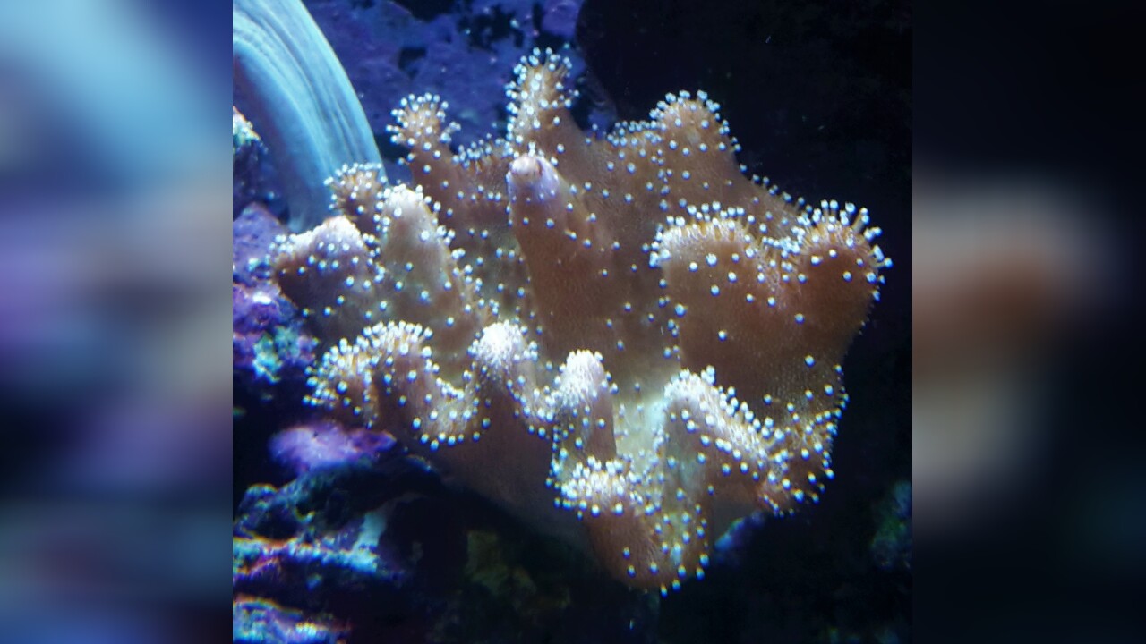 Lobophytum sp. 02 Fingerlederkoralle