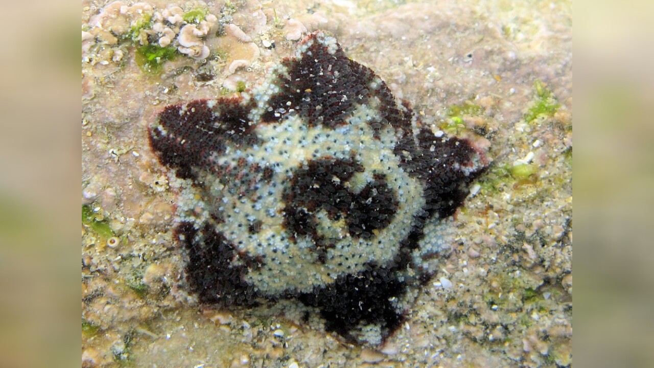 Parvulastra exigua Dwarf cushion starfish, Five-armed Cushion Star ...