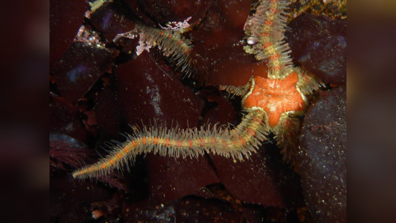Ophiothrix (Ophiothrix) spiculata Western Spiny Brittle Star
