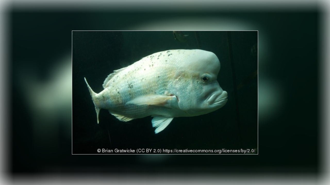 Chrysoblephus gibbiceps Red stumpnose seabream