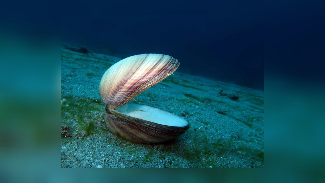Antigona magnifica Magnificent Venus Clam