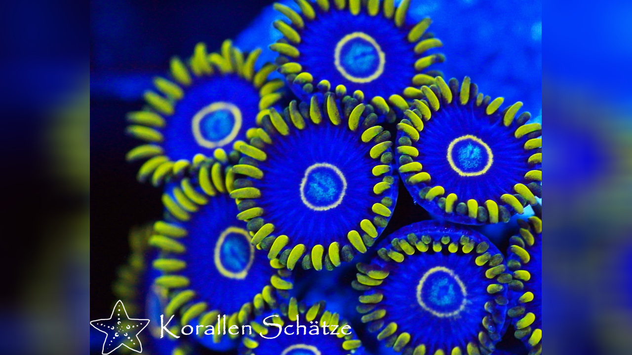 Zoanthus "Blue Hornet" Zoanthus "Blue Hornet"