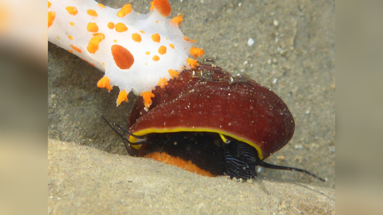 Tegula brunnea Brown Tegula