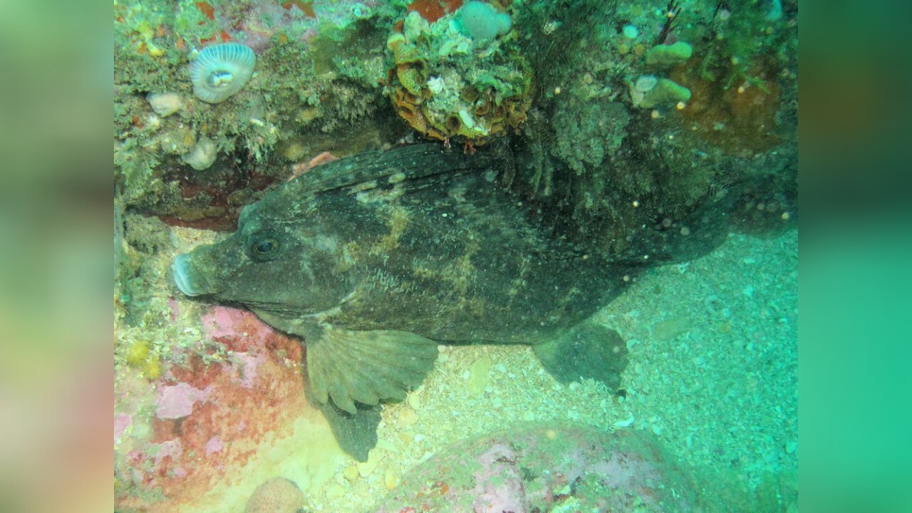 Congiopodus torvus Smooth horse fish