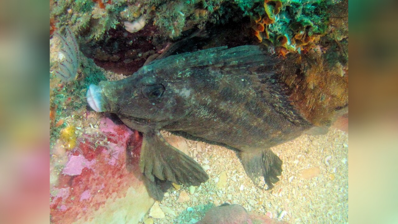 Congiopodus torvus Smooth horse fish