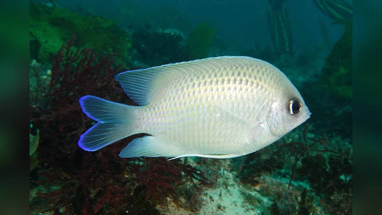 Mecaenichthys immaculatus Immaculate damsel
