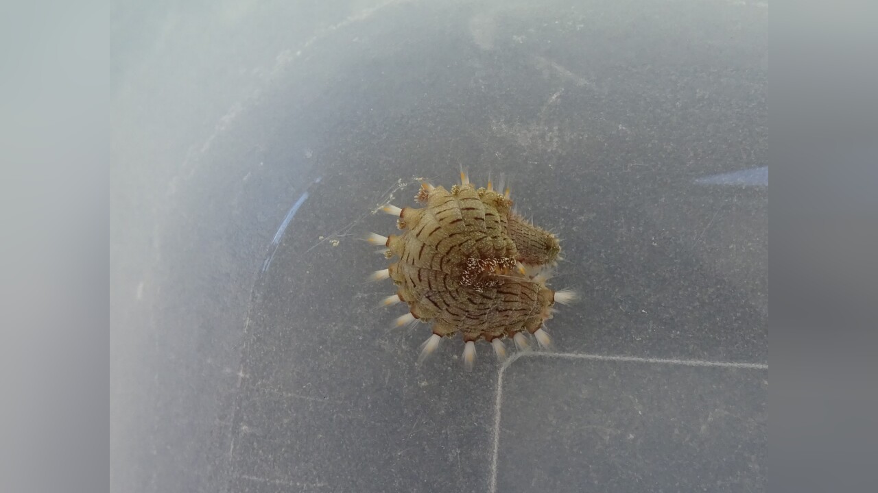 Pherecardia striata Lined Fireworm,Fire Bristle Worm