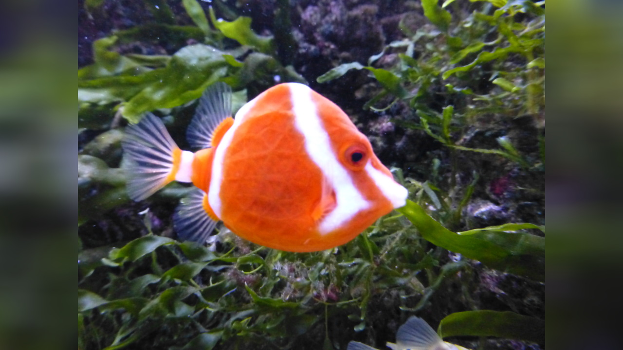 Anoplocapros lenticularis Flame Boxfish, High-backed Boxfish, Humpback ...