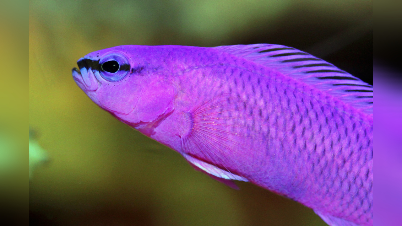 Pseudochromis fridmani Orchid dottyback