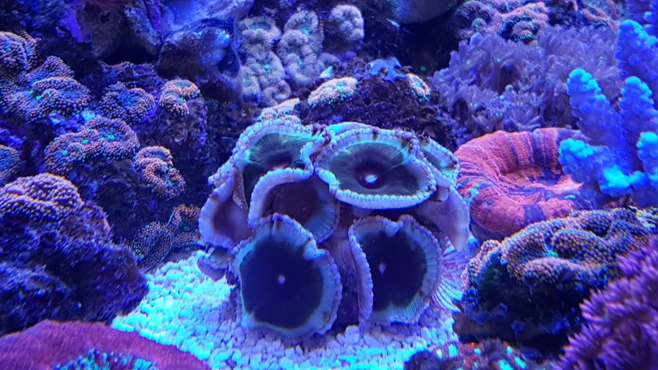 Protopalythoa grandis Protopalythoa grandis