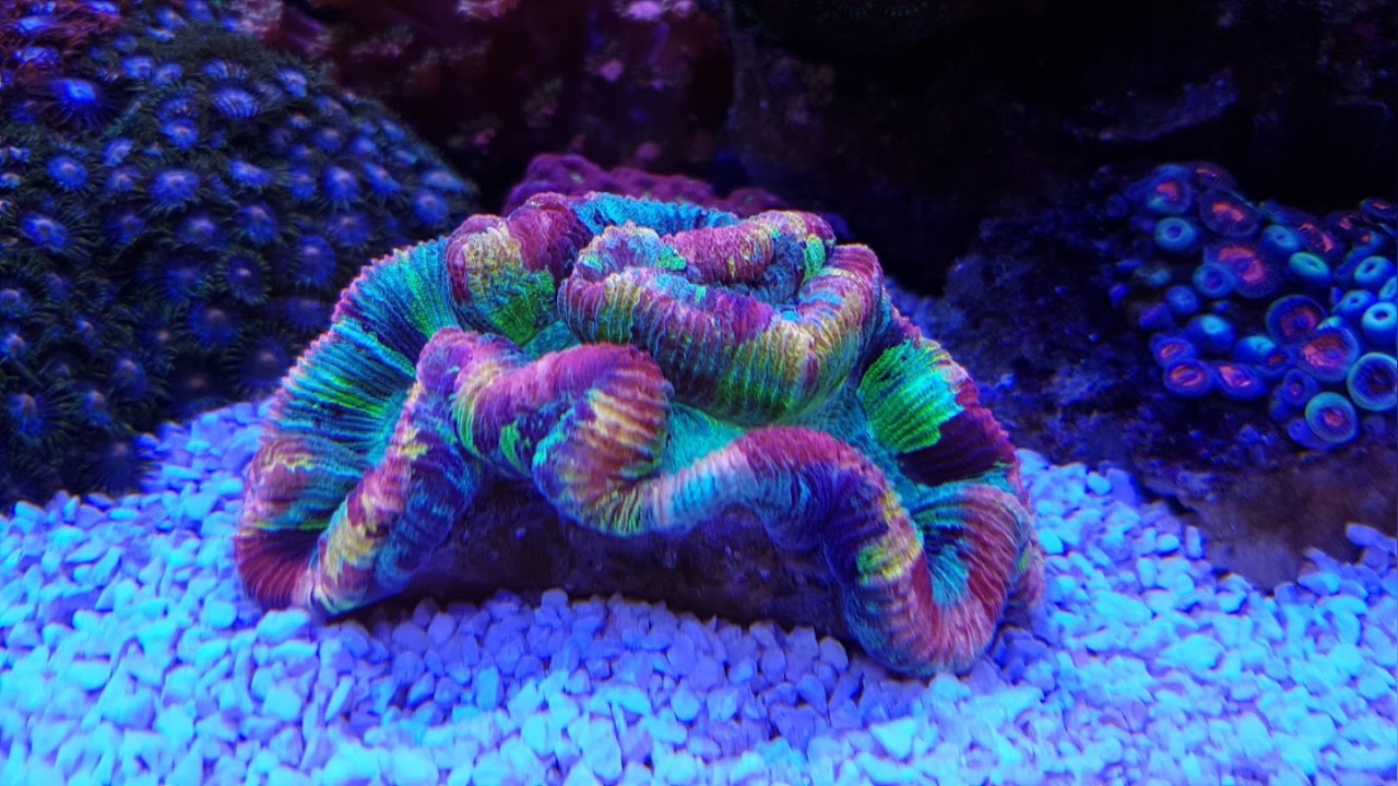 Trachyphyllia geoffroyi