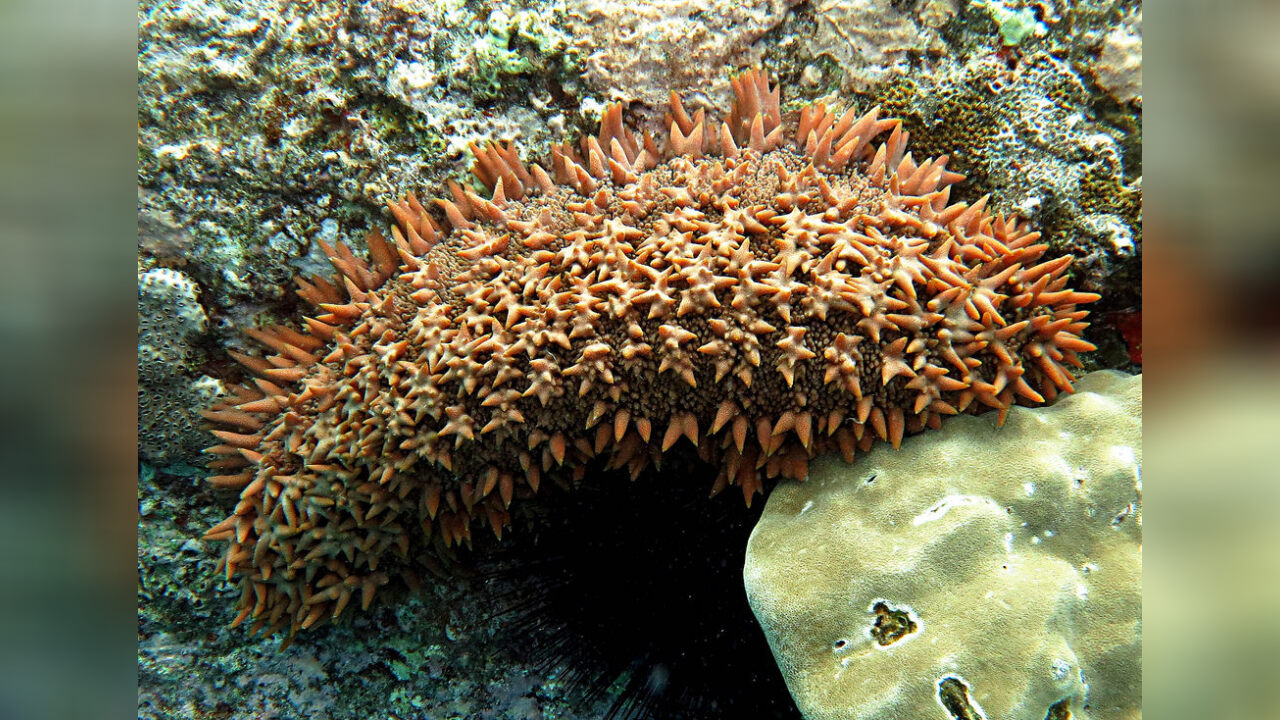 Thelenota ananas Ananas-Seewalze