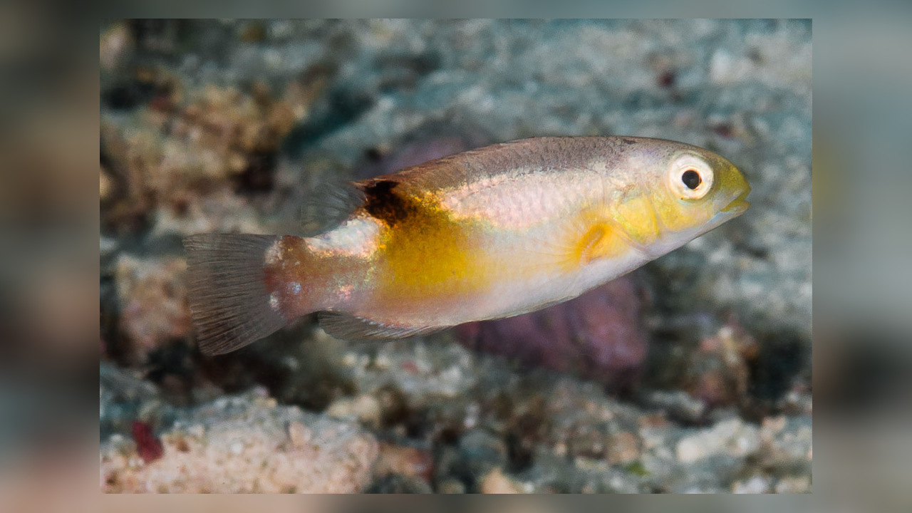 Choerodon zosterophorus Black-blotch tuskfish, Darkstripe tuskfish ...