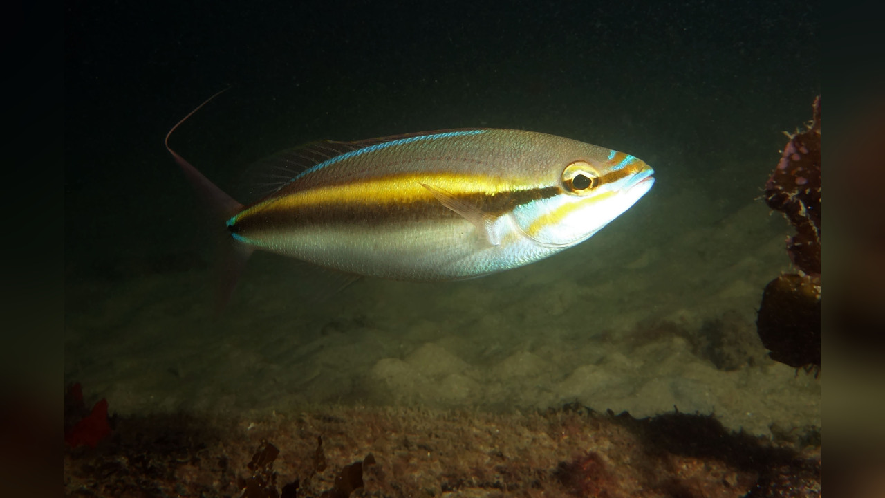 Pentapodus paradiseus Blue-banded Whiptail, Blue-faced Whiptail ...