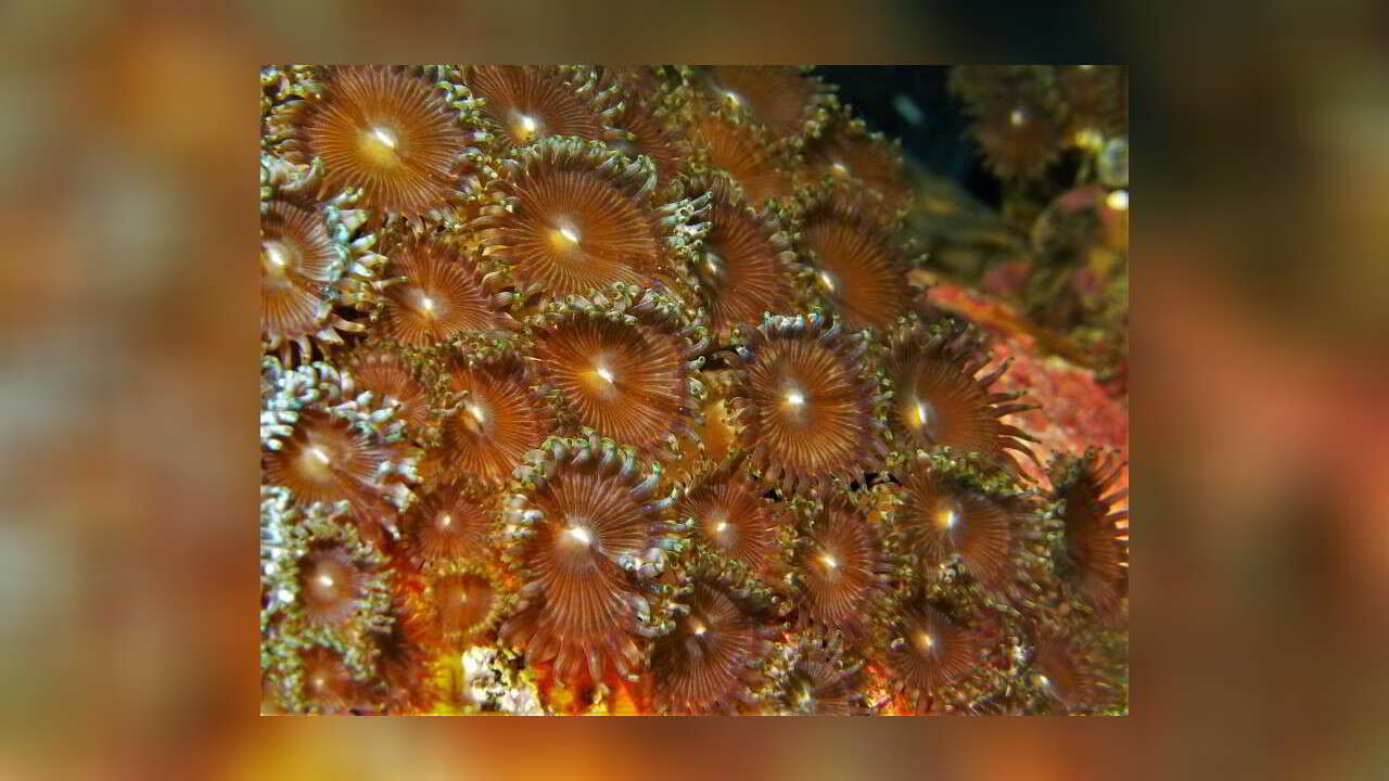 Palythoa canariensis Protopalythoa canariensis, Sea Mat