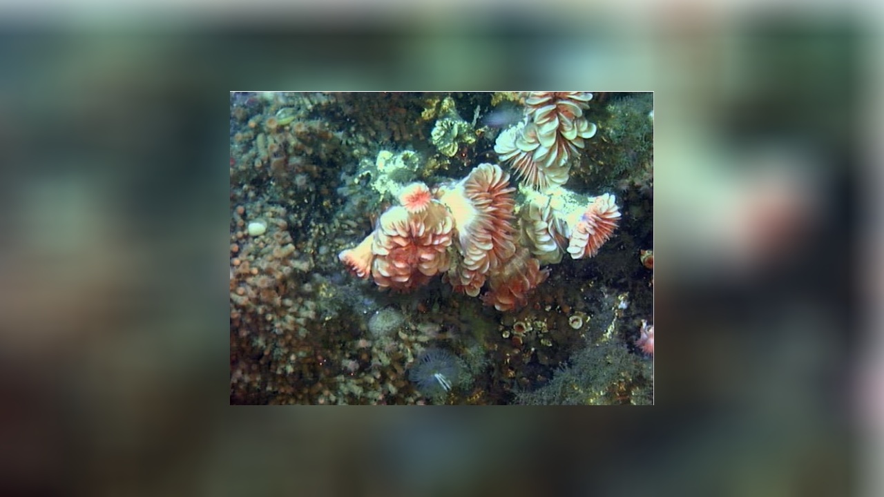 Desmophyllum dianthus Cockscomb Coral, Cockscomb Cup Coral, Gigant cup ...