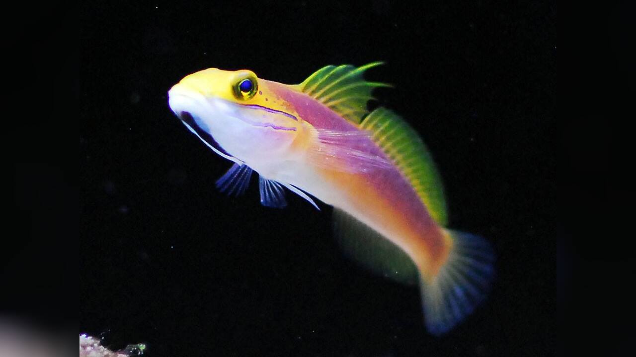 Valenciennea bella Bella goby, Yellow Filament Goby