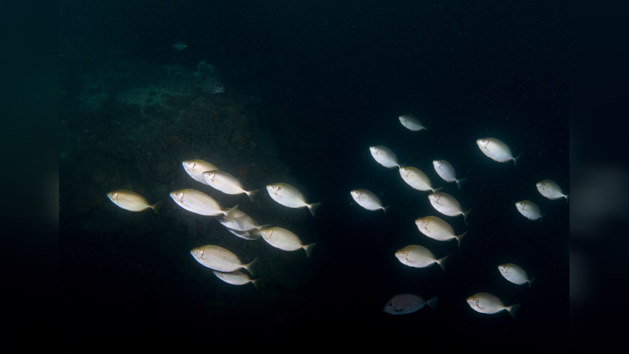 Siganus fuscescens Mottled spinefoot