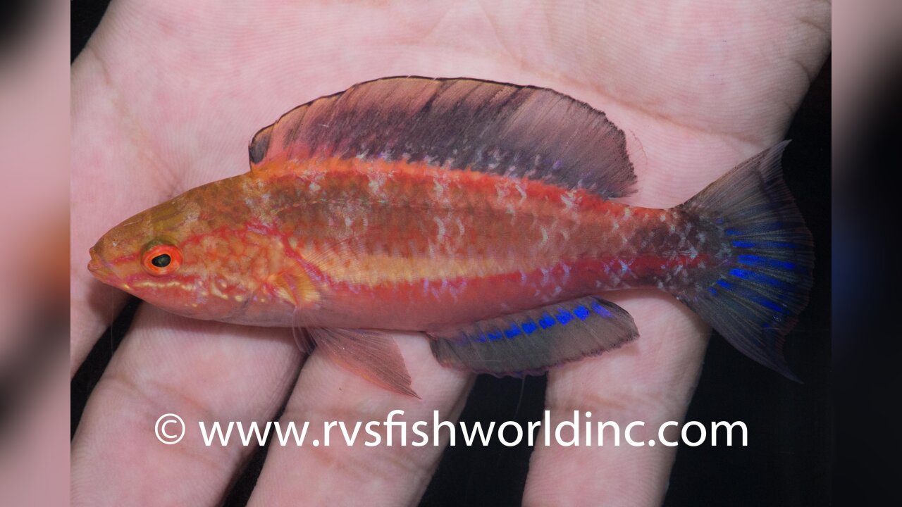 Cirrhilabrus lunatus X Cirrhilabrus isosceles Hybrid Fairy Wrasse ...