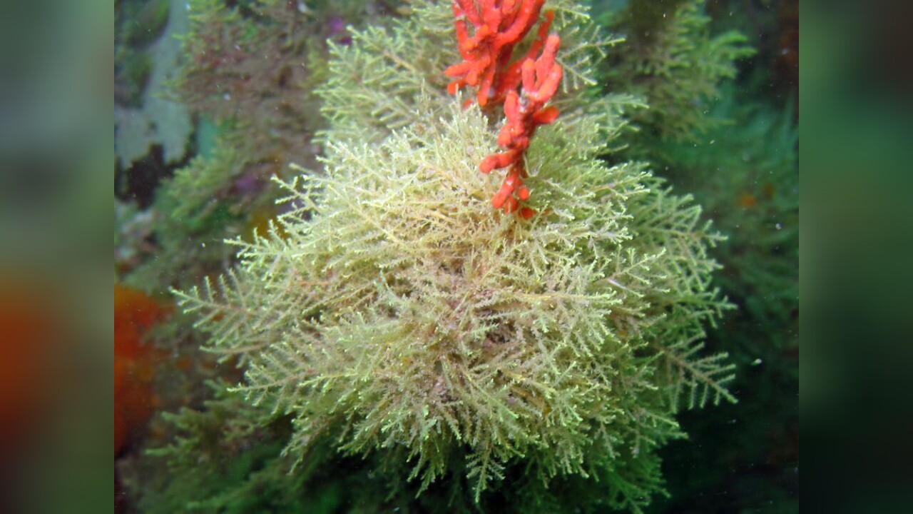 Plumularia setacea Plumed hydroid, Little seabristle,Glassy Plume Hydroid