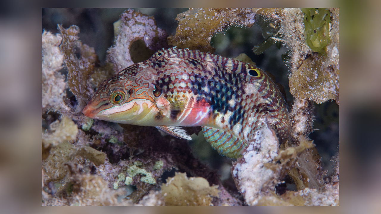 Halichoeres margaritaceus Pearl-spotted Wrasse, Pinkbelly Wrasse, Pink ...