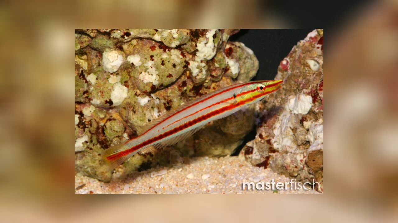 Hologymnosus doliatus Pastel ringwrasse, Candycane, Candy cane wrasse ...