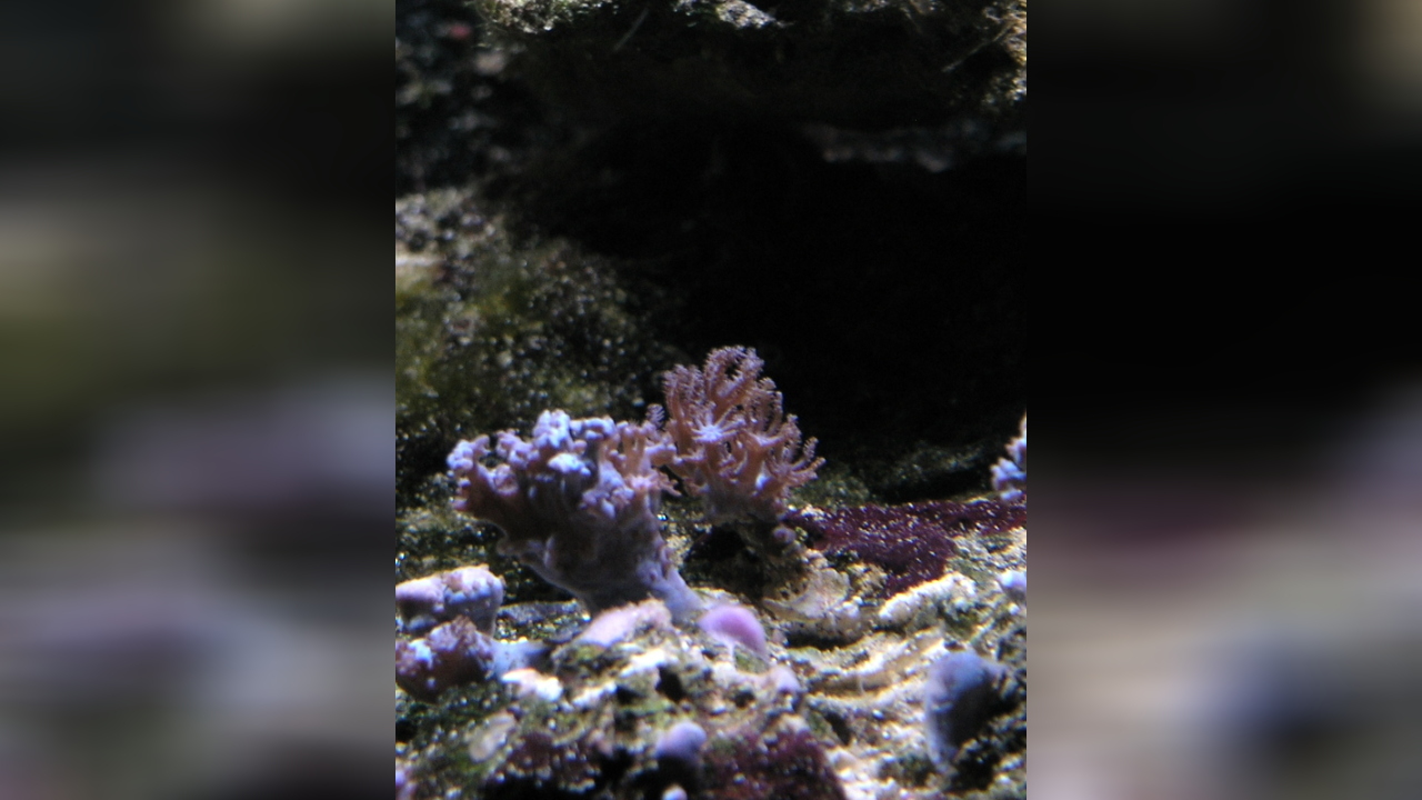 Anthelia sp. 01 Clove Polyp or Soft coral