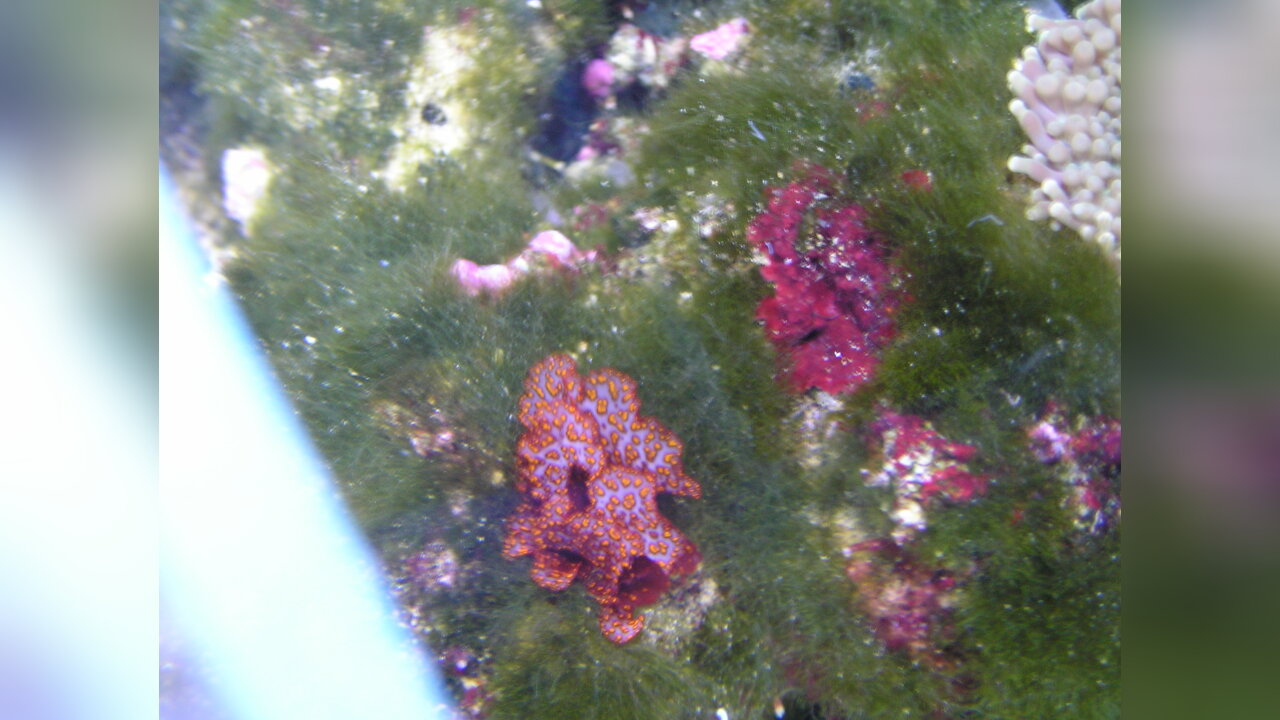 Corallinales sp.