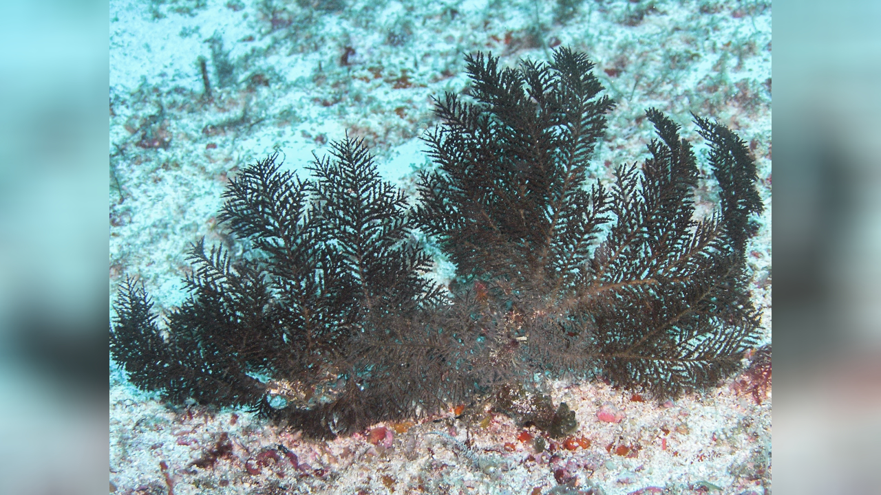 Myriopathes myriophylla Schwarze Koralle, Dörnchenkoralle