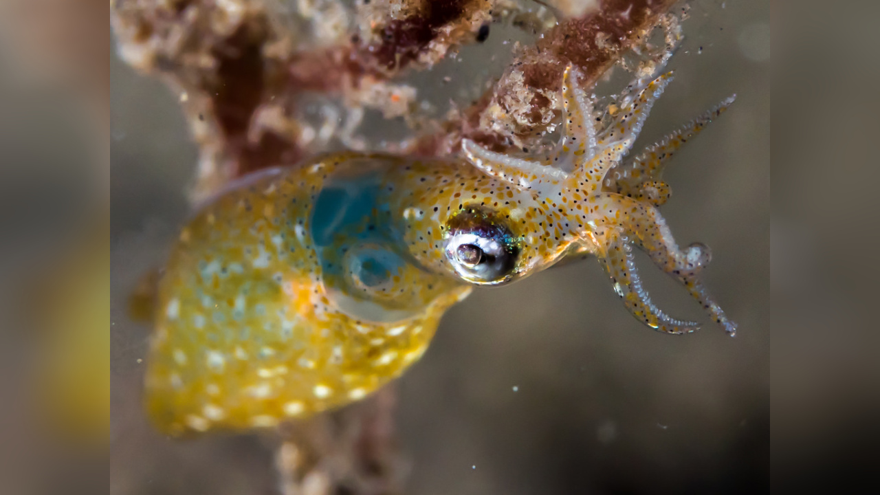 Idiosepius pygmaeus Two-tone Pygmy Squid, Bobtail Squid, Tropical Pygmy ...