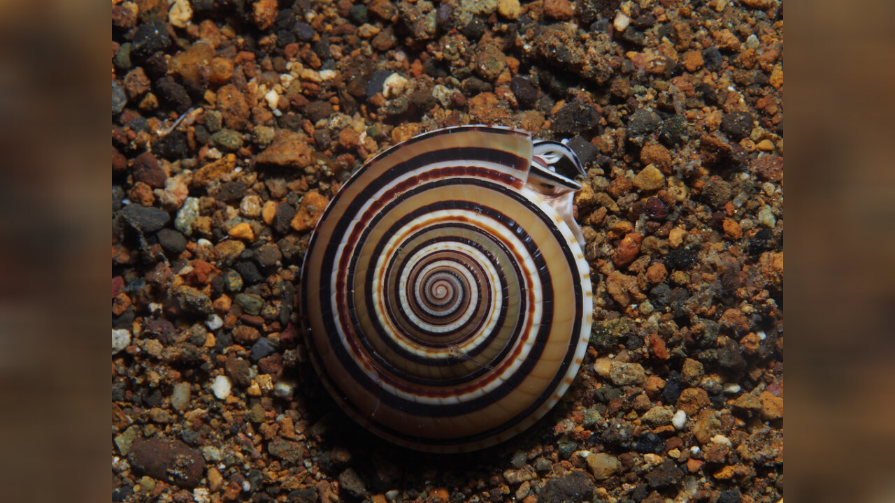 Architectonica perspectiva