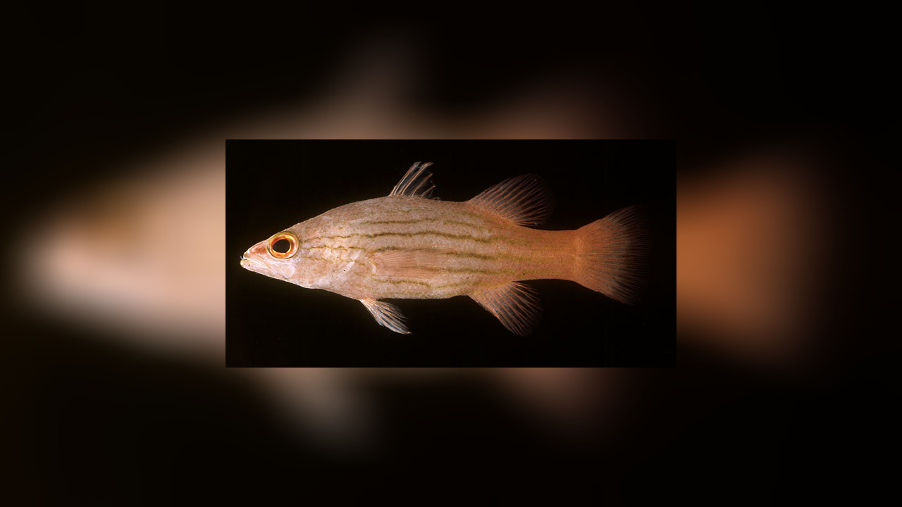 Liopropoma susumi (Meteor basslet, Meteor Perch, Pinstriped basslet ...