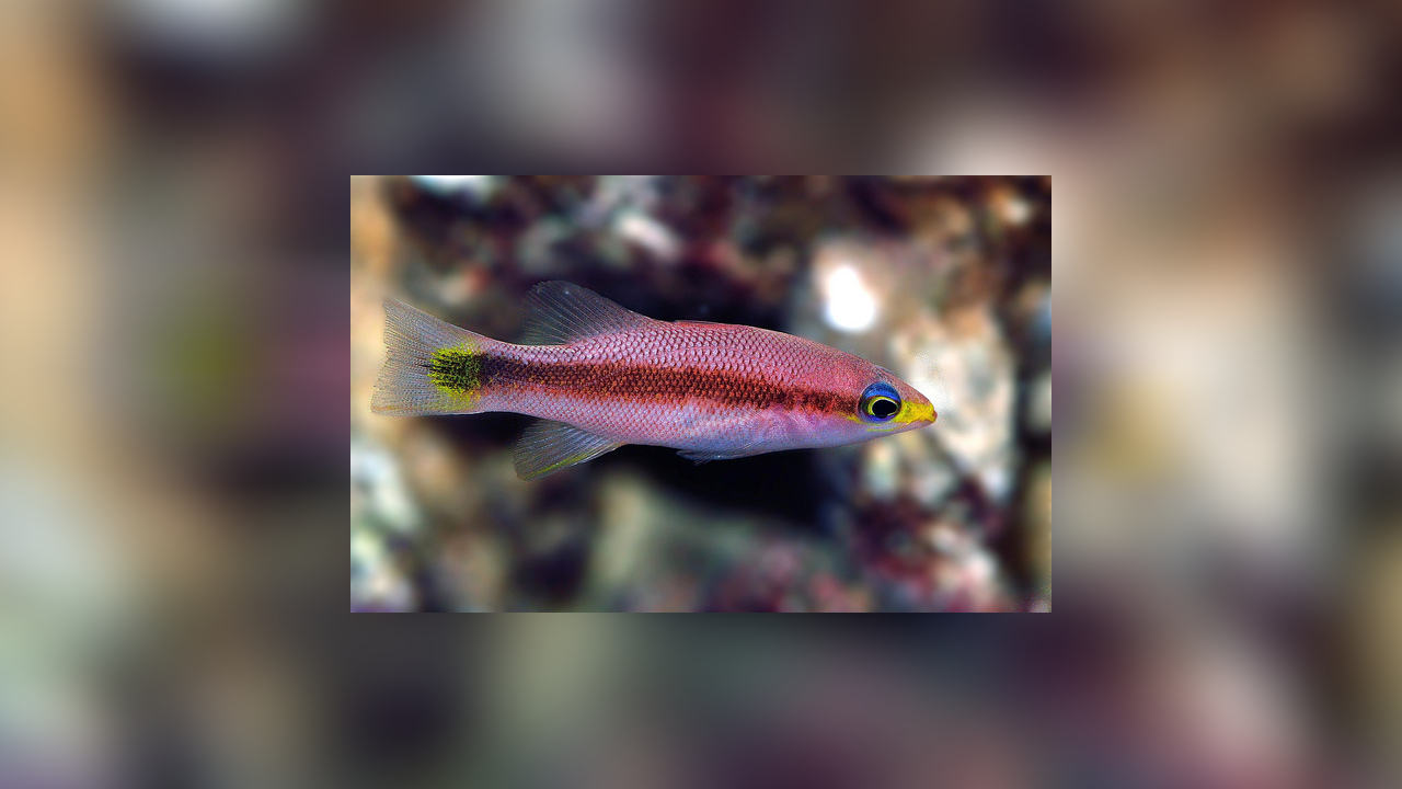 Liopropoma sp. 01 Yellowmargin basslet