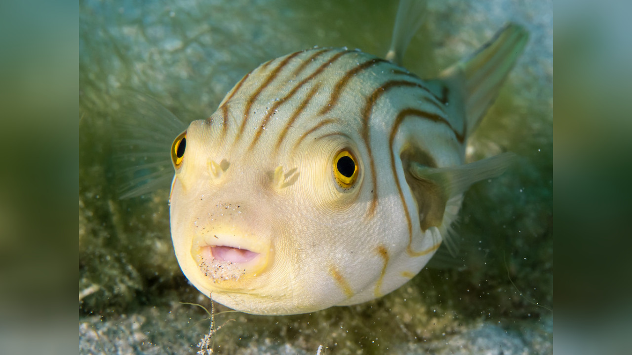 Arothron manilensis Narrow-lined Puffer, Narrow-lined Pufferfish ...