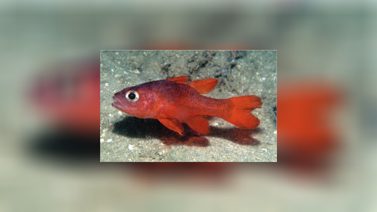Ostorhinchus talboti Flame Cardinalfish