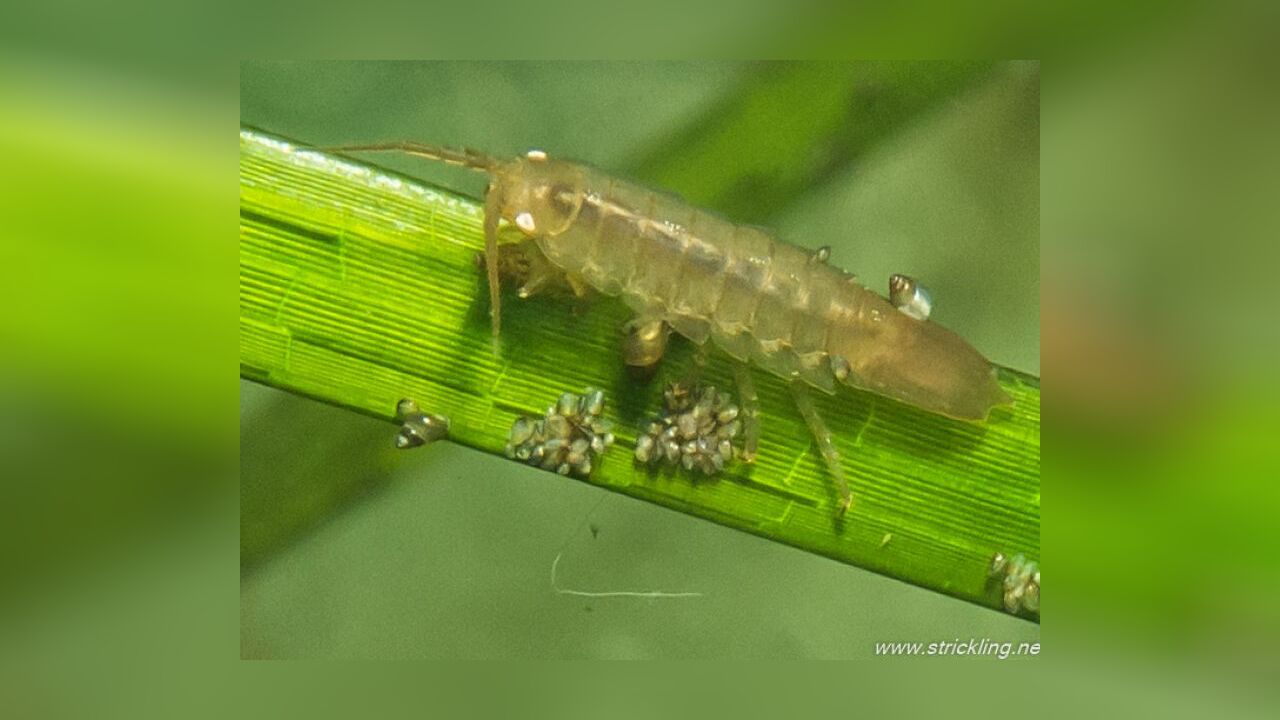 Idotea balthica Große Meerassel , Baltische Meerassel, Dreispitzige Assel
