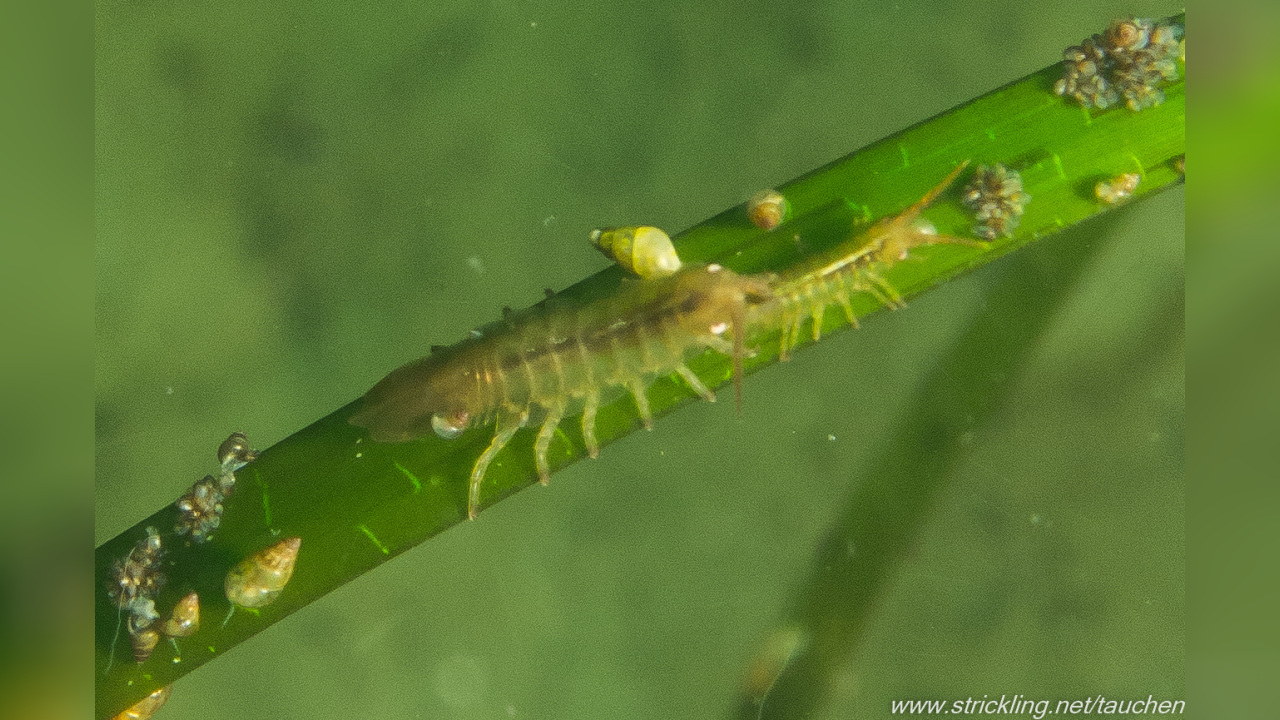 Idotea balthica Isopod