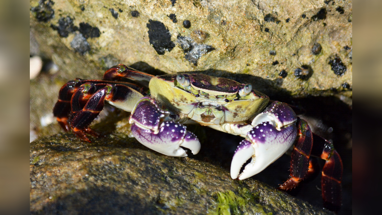 Leptograpsus variegatus Purple Rock Crab, Large shore crab, Purple ...