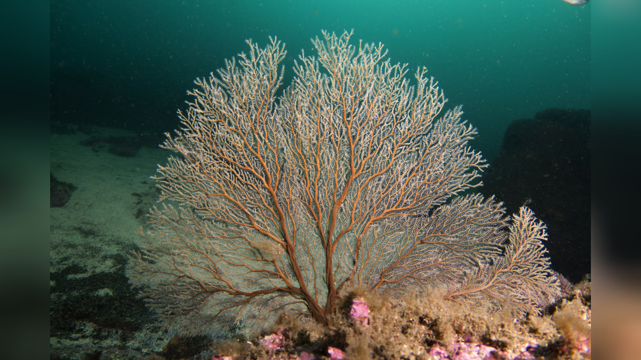 Solanderia fusca Dusky Hydroid