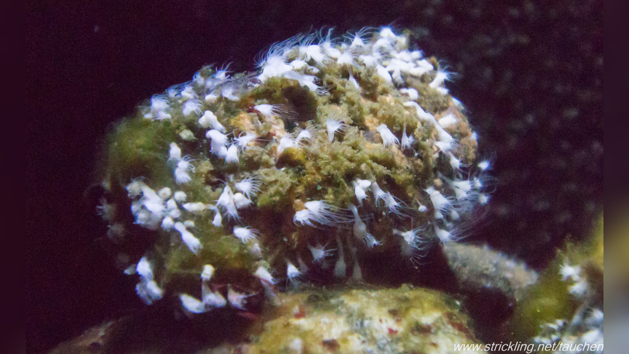 Aurelia aurita Ohrenquallen