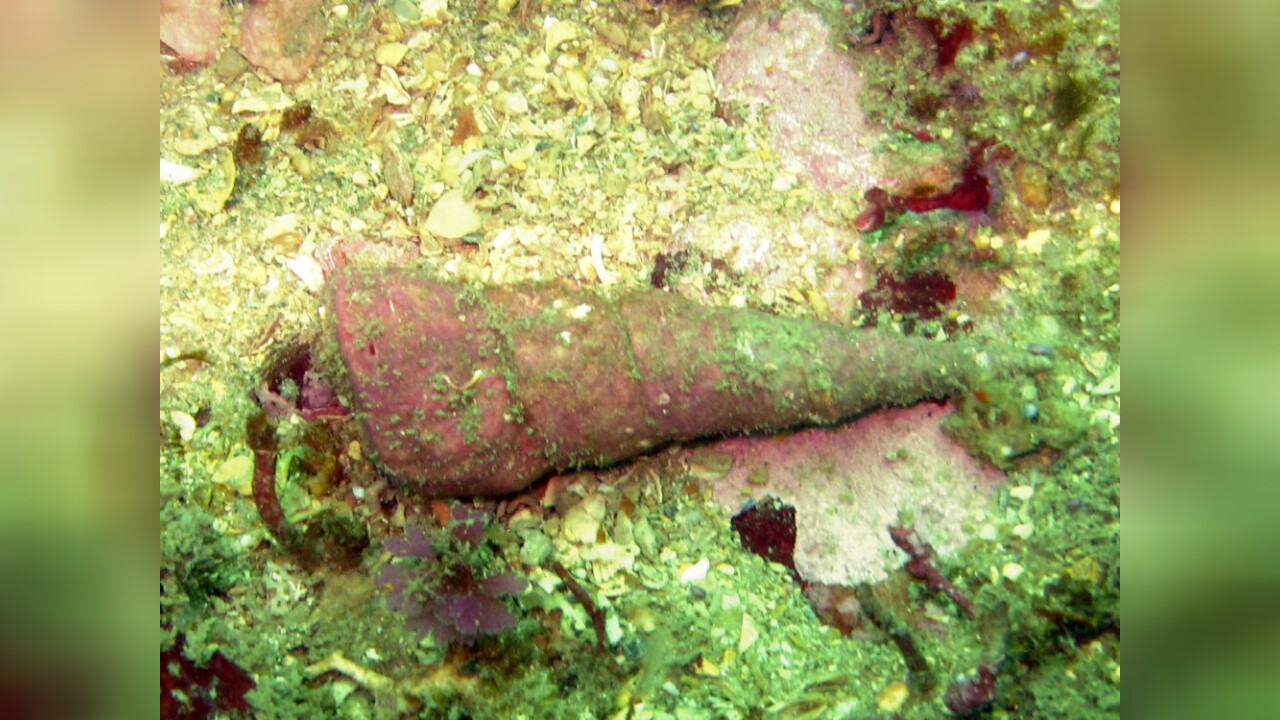 Turritella carinifera Carinate Screw Shell