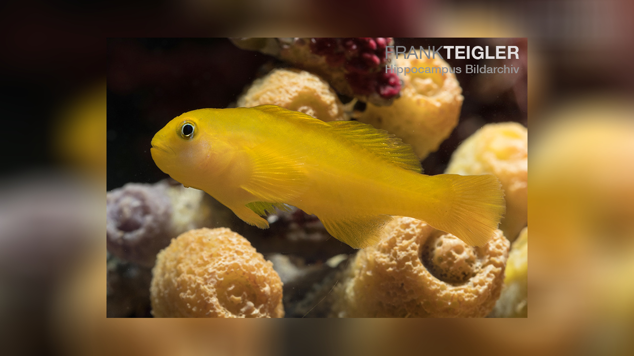 Gobiodon okinawae Okinawa goby
